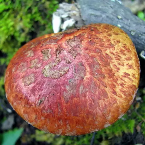 Oiler nodedig (Suillus spectabilis): disgrifiad, llun, lle mae'n tyfu, bwytadwyedd 6656_2