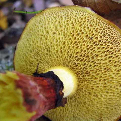 Bemerkenswerter Öler (Suillus spectabilis): Beschreibung, Foto, wo es wächst, Essbarkeit 6656_3