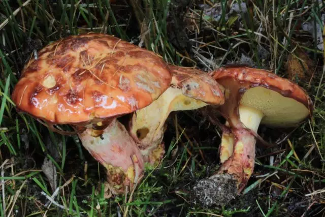 Bemerkenswerter Öler (Suillus spectabilis): Beschreibung, Foto, wo es wächst, Essbarkeit 6656_5