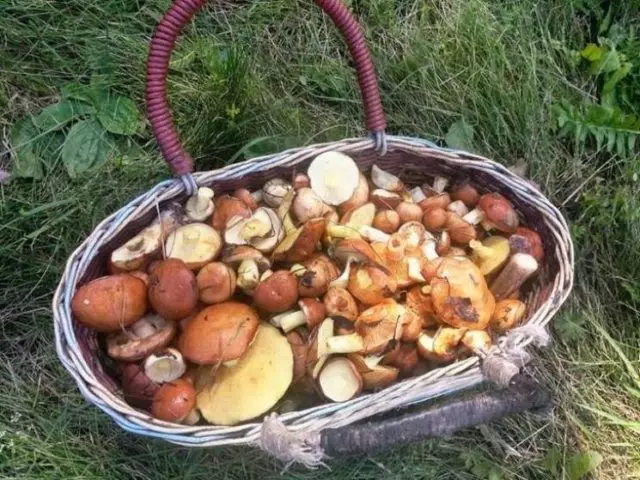 Маслюк примітний (Suillus spectabilis): опис, фото, де росте, їстівність 6656_6