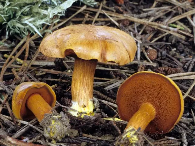 Merkittävä öljy (Suillus spectabilis): kuvaus, valokuva, missä se kasvaa, syötävyys 6656_7