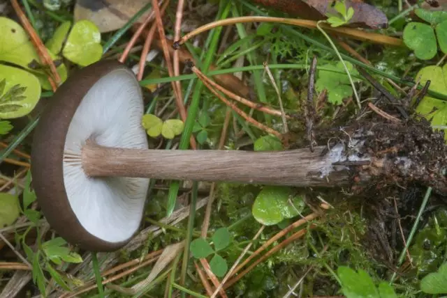 Melanoleuca crno -bijela: kako izgleda, može li se jesti, gdje raste, fotografija 6662_2