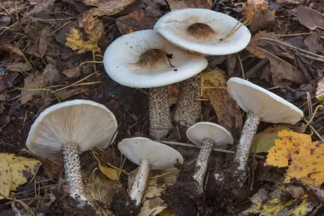 Melanoleuca crno -bijela: kako izgleda, može li se jesti, gdje raste, fotografija 6662_5