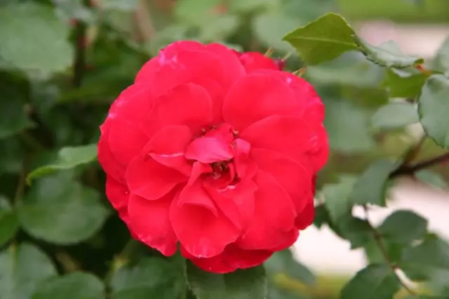 Climbing rose Lagoon (Laguna, Blue Lagoon): pedaran ngeunaan rupa-rupa naék, ciri, melak sareng ngurus, pidéo 6665_1