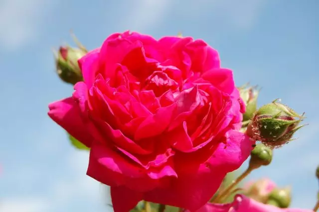 Climbing rose Lagoon (Laguna, Blue Lagoon): pedaran ngeunaan rupa-rupa naék, ciri, melak sareng ngurus, pidéo 6665_3