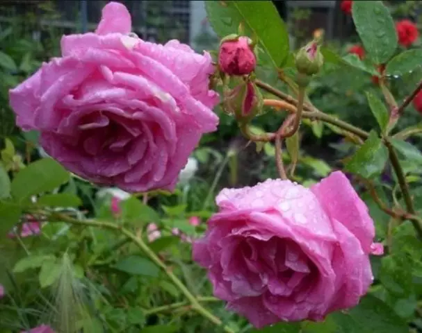 Kupanda rose Lagoon (Laguna, Blue Lagoon): maelezo ya anuwai ya kupanda, tabia, upandaji na utunzaji, video 6665_4