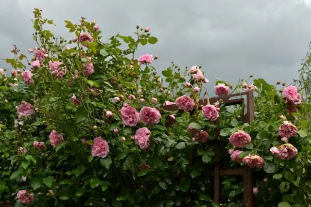 Kupanda rose Lagoon (Laguna, Blue Lagoon): maelezo ya anuwai ya kupanda, tabia, upandaji na utunzaji, video 6665_5