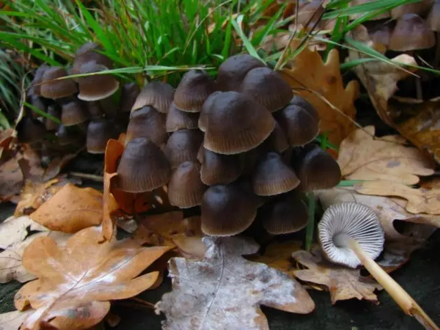 Mycena կապույտ ոտք. Ինչ տեսք ունի, որտեղ է աճում, ուտելիություն, ինչպես տարբերակել այն, լուսանկար 6666_2