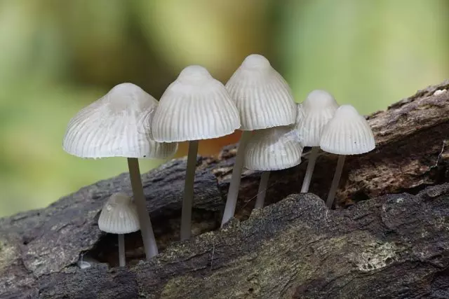 Mycena կապույտ ոտք. Ինչ տեսք ունի, որտեղ է աճում, ուտելիություն, ինչպես տարբերակել այն, լուսանկար 6666_3