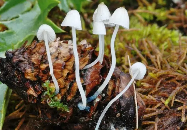 Mycena կապույտ ոտք. Ինչ տեսք ունի, որտեղ է աճում, ուտելիություն, ինչպես տարբերակել այն, լուսանկար 6666_4