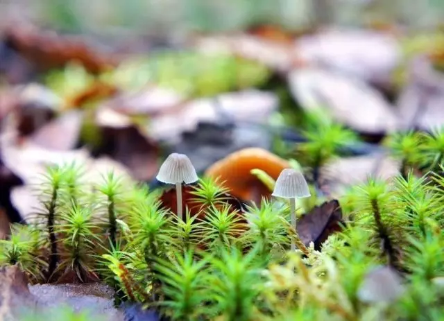 Süt mycena: neye benziyor, nerede büyüyor, yemek mümkün mü, toplama kuralları, fotoğraf 6668_10