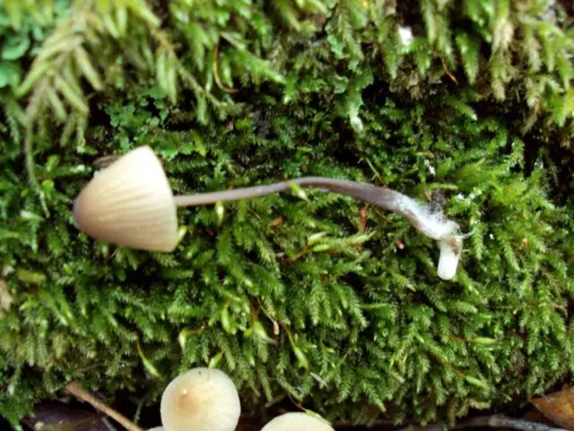 दूध mycena: यो के जस्तो देखिन्छ, यो कहाँ बढ्छ, के यो सम्भव छ यो खान को लागी, संग्रह नियम, फोटो 6668_4