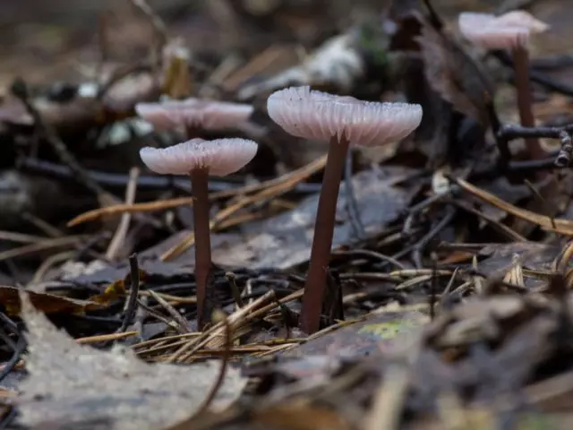 दूध mycena: यो के जस्तो देखिन्छ, यो कहाँ बढ्छ, के यो सम्भव छ यो खान को लागी, संग्रह नियम, फोटो 6668_5