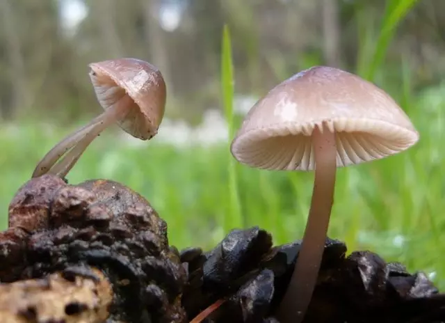 दूध mycena: यो के जस्तो देखिन्छ, यो कहाँ बढ्छ, के यो सम्भव छ यो खान को लागी, संग्रह नियम, फोटो 6668_6