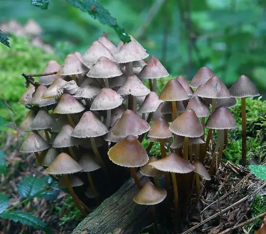 Mycena nghiêng: nó trông như thế nào, nó mọc ở đâu, có thể ăn được, cách phân biệt nó, ảnh 6669_1