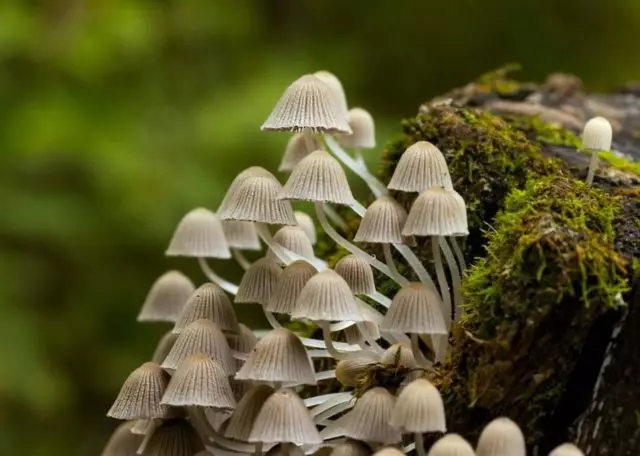 Mycena nghiêng: nó trông như thế nào, nó mọc ở đâu, có thể ăn được, cách phân biệt nó, ảnh 6669_10