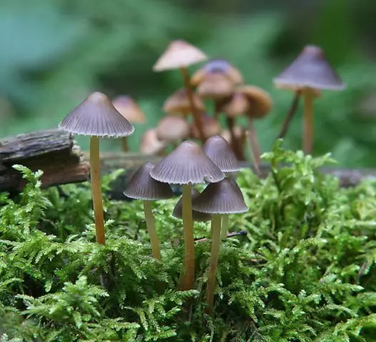 Mycena nghiêng: nó trông như thế nào, nó mọc ở đâu, có thể ăn được, cách phân biệt nó, ảnh 6669_2