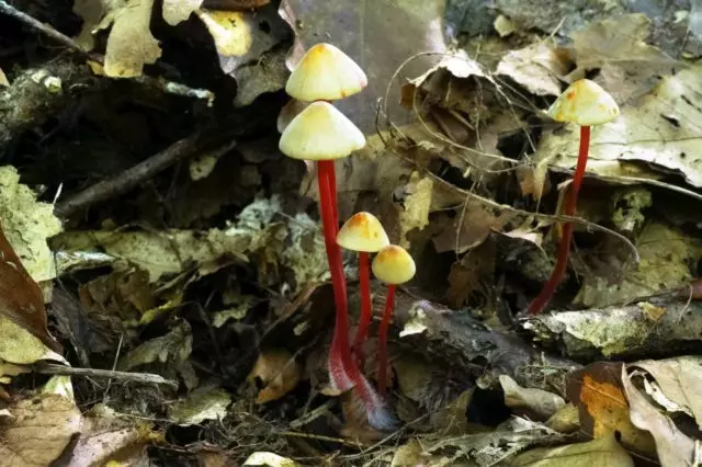 Mycena nghiêng: nó trông như thế nào, nó mọc ở đâu, có thể ăn được, cách phân biệt nó, ảnh 6669_3