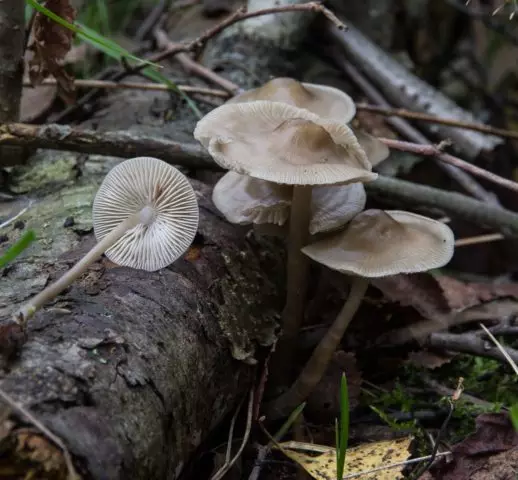 Mycena nghiêng: nó trông như thế nào, nó mọc ở đâu, có thể ăn được, cách phân biệt nó, ảnh 6669_4