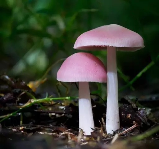 Mycena pienk: waar dit groei, eetbaarheid, hoe dit lyk, hoe om dit te onderskei, foto 6673_1