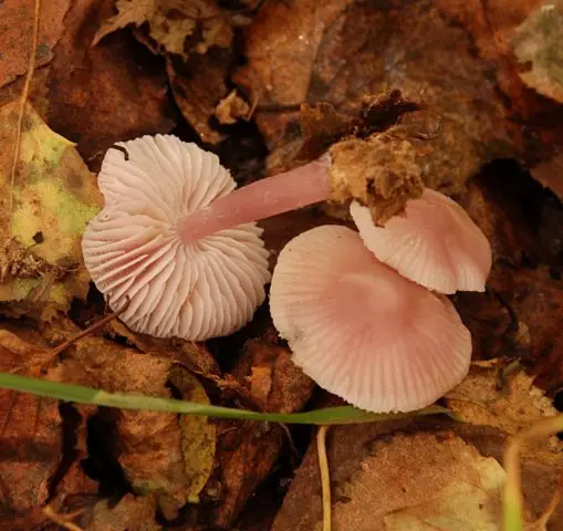 Mycena ruwan hoda: inda yake girma, iya cin abinci, yadda yake, yadda ake rarrabe shi, hoto 6673_2