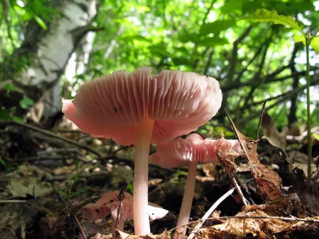 Mycena ruwan hoda: inda yake girma, iya cin abinci, yadda yake, yadda ake rarrabe shi, hoto 6673_3