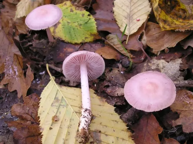 Mycena pink: li ku derê mezin dibe, edîtorî, çi xuya dike, meriv çawa wê ji hev cihê dike, wêne 6673_4