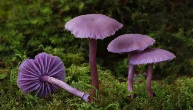 Mycena pink: li ku derê mezin dibe, edîtorî, çi xuya dike, meriv çawa wê ji hev cihê dike, wêne 6673_5