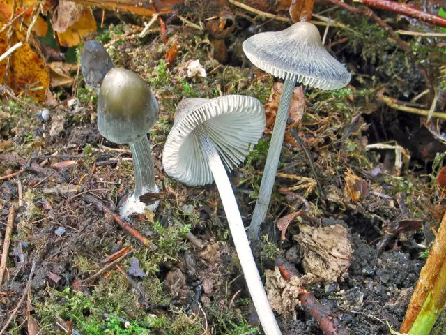 Mycena röndótt: ætur, hvernig það lítur út, hvar það vex, hvernig á að greina það, ljósmynd 6674_1