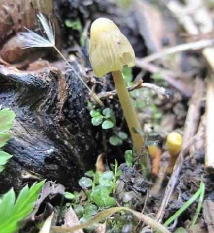 Mycena imepakana na manjano: inavyoonekana, inakua wapi, ukuu, jinsi ya kutofautisha, picha 6675_1