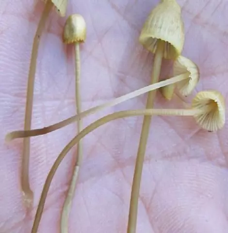 Mycena أصفر الحدود: كيف يبدو ، أين ينمو ، القابلية للأكل ، كيفية تمييزه ، الصورة 6675_2