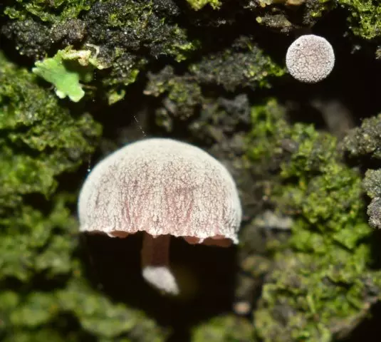 Melium mycena: como é, onde cresce, comestibilidade, como distingui-lo, foto 6680_1