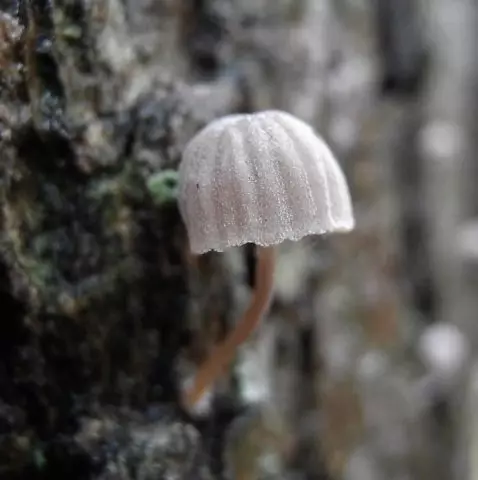 Melium mycena: hore na e shebahala joang, e hola kae, e ka jeoa joang, ea ho e khetholla, foto 6680_2