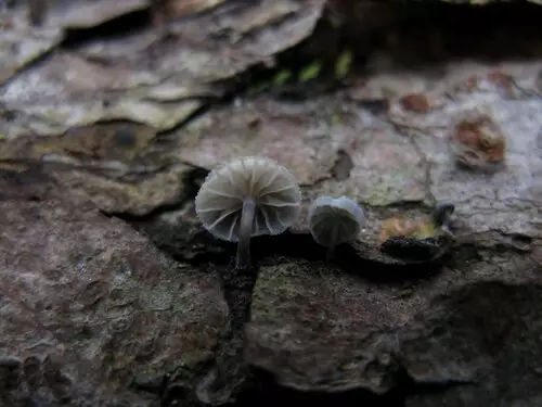 Melium mycena: hore na e shebahala joang, e hola kae, e ka jeoa joang, ea ho e khetholla, foto 6680_3