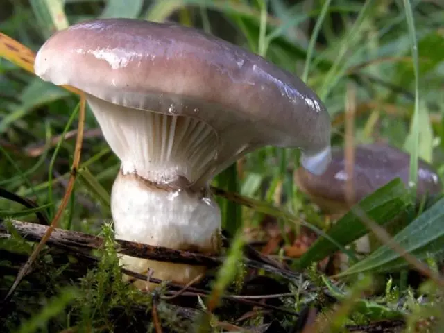 Mushroom Champignon: wéi ze kachen, Rezepter, wou se wiisst, Sammelregelen, Fotoen a Videoen 6696_1