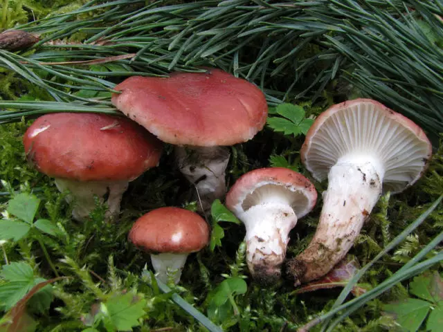 Mushroom Champignon: wéi ze kachen, Rezepter, wou se wiisst, Sammelregelen, Fotoen a Videoen 6696_15