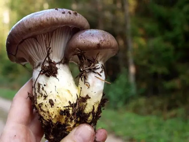 Mushroom Champignon: wéi ze kachen, Rezepter, wou se wiisst, Sammelregelen, Fotoen a Videoen 6696_2