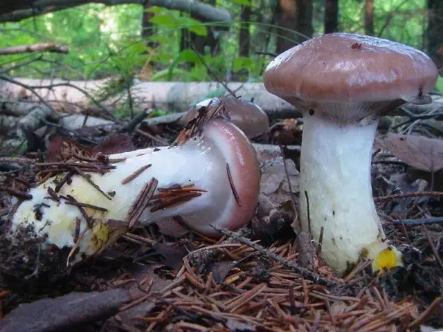 Mushroom Champignon: wéi ze kachen, Rezepter, wou se wiisst, Sammelregelen, Fotoen a Videoen 6696_3