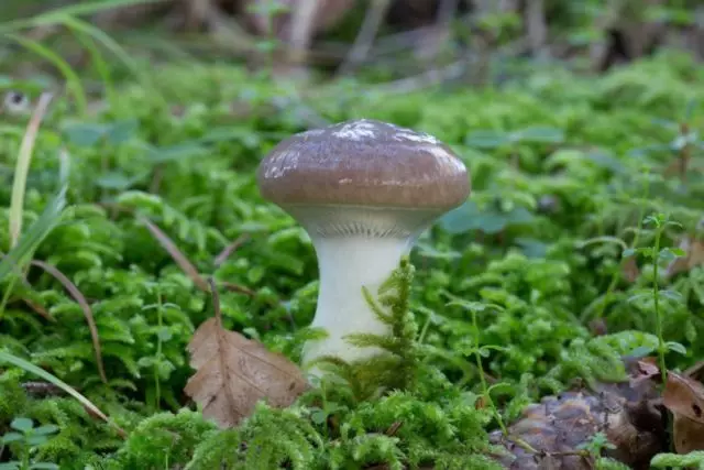 Mushroom Champignon: wéi ze kachen, Rezepter, wou se wiisst, Sammelregelen, Fotoen a Videoen 6696_4