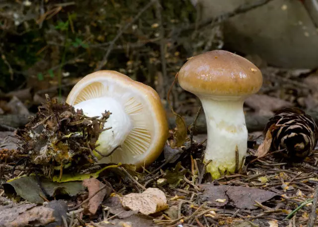 Mushroom nceb: yuav ua li cas, zaub mov txawv, qhov twg nws loj hlob, sau cov cai, duab thiab yeeb yaj kiab 6696_7