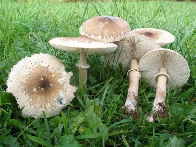 Agaric fly fly (agaric fly guga, guga toadstool, Amanitaverna): sida ay u egtahay, meesha iyo sida ay u koraan, la cuni karo iyo in kale 6720_10