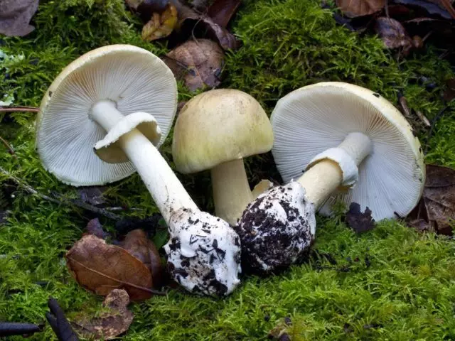 Agaric fly fly (agaric fly guga, guga toadstool, Amanitaverna): sida ay u egtahay, meesha iyo sida ay u koraan, la cuni karo iyo in kale 6720_12