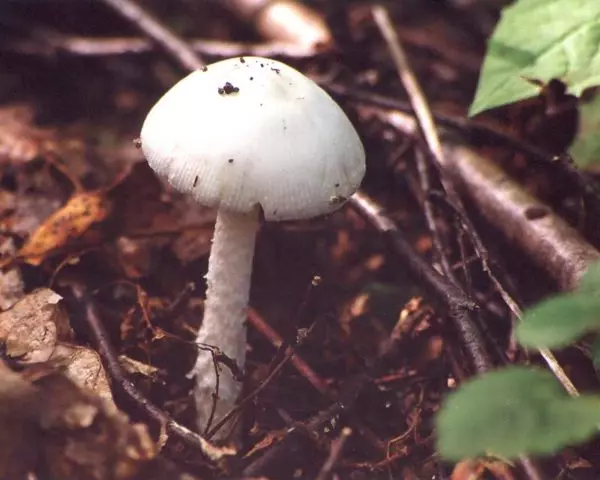 Agaric lalat putih (agaric lalat musim semi, jamur payung musim semi, Amanitaverna): seperti apa bentuknya, di mana dan bagaimana ia tumbuh, dapat dimakan atau tidak 6720_15