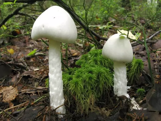 Amanita muscaria (Muchomor biały, Amanita virosa): jak wygląda, gdzie i jak rośnie, jadalne lub trujące 6722_1