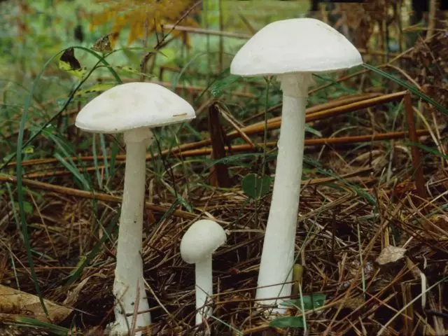 Amanita muscaria (Muchomor biały, Amanita virosa): jak wygląda, gdzie i jak rośnie, jadalne lub trujące 6722_10