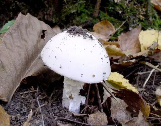 Amanita muscaria (Muchomor biały, Amanita virosa): jak wygląda, gdzie i jak rośnie, jadalne lub trujące 6722_2