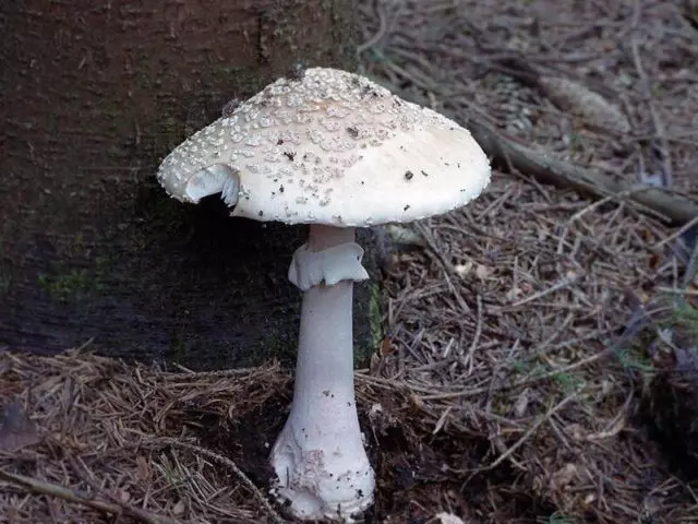 Amanita muscaria (vit padda, Amanita virosa): hur det ser ut, var och hur det växer, ätbart eller giftigt 6722_4