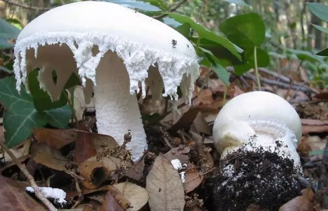 Amanita muscaria (bijela žabokrečina, Amanita virosa): kako izgleda, gdje i kako raste, jestiva ili otrovna 6722_5