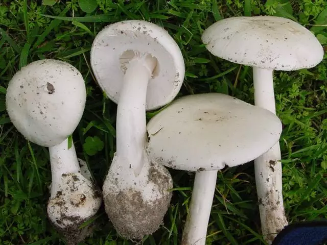 Amanita muscaria (cogumelo venenoso branco, Amanita virosa): como parece, onde e como cresce, comestível ou venenosa 6722_6