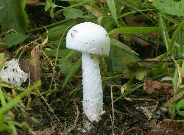 Amanita muscaria (vit padda, Amanita virosa): hur det ser ut, var och hur det växer, ätbart eller giftigt 6722_7